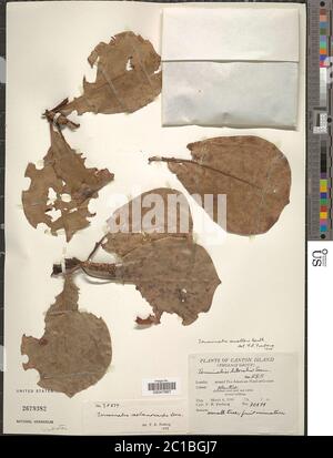 Terminalia muelleri Terminalia muelleri Stock Photo - Alamy