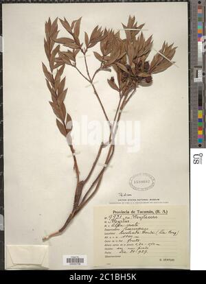 Psidium sp Psidium sp Stock Photo - Alamy