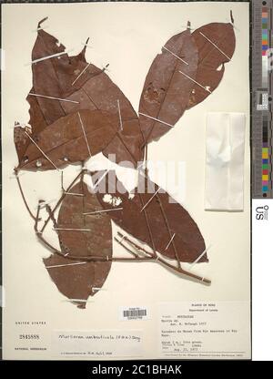 Marlierea umbraticola Kunth O Berg Stock Photo - Alamy