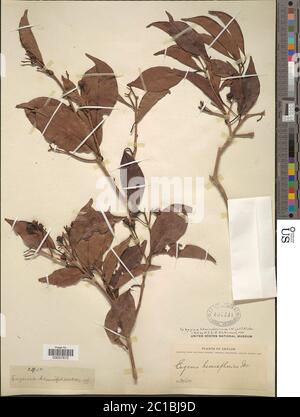 Syzygium hemisphericum Wight Alston Syzygium hemisphericum Wight Alston ...