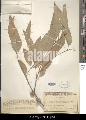 Eucalyptus dealbata Eucalyptus dealbata Stock Photo - Alamy