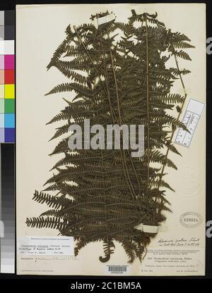 Aspidium scalare Christ Aspidium scalare Christ Stock Photo - Alamy