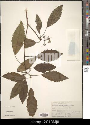 Nothopanax simplex Nothopanax simplex Stock Photo - Alamy