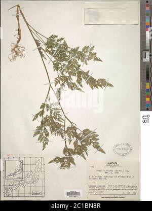 Torilis scabra Thunb DC Torilis scabra Thunb DC Stock Photo - Alamy