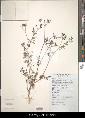 Torilis scabra Thunb DC Torilis scabra Thunb DC Stock Photo - Alamy