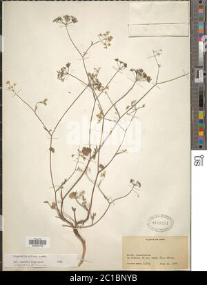 Pimpinella alpina Ledeb Stock Photo - Alamy