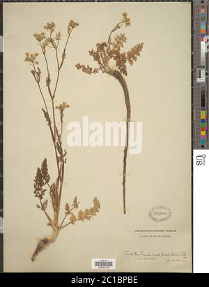 Ligusticum sp Ligusticum sp Stock Photo - Alamy