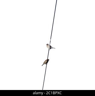 Two Sparrows together on the bird feeder Stock Photo - Alamy