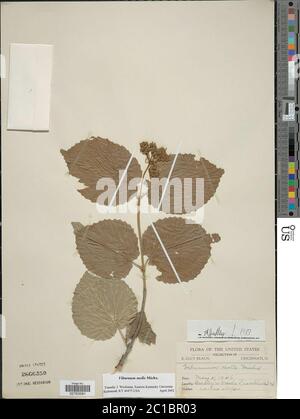 Viburnum molle Michx Viburnum molle Michx Stock Photo - Alamy
