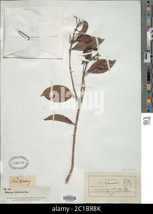 Viburnum punctatum BuchHam ex D Don Stock Photo - Alamy