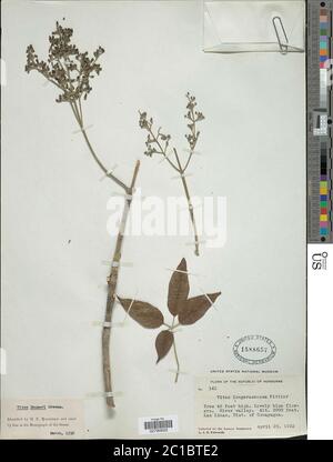 Vitex gaumeri Greenm Vitex gaumeri Greenm Stock Photo - Alamy