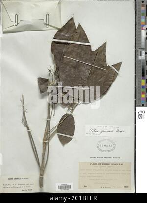 Vitex gaumeri Greenm Vitex gaumeri Greenm Stock Photo - Alamy