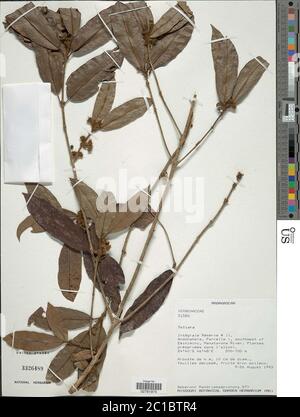 Vitex sp Vitex sp Stock Photo - Alamy