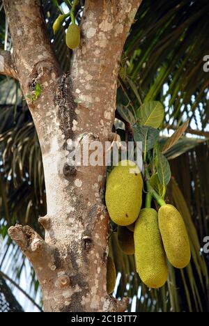 Artocarpus heterophyllus, Jackfruit, Kathal in India, Tropical fruit ...