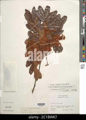 Inga micheliana Harms Inga micheliana Harms Stock Photo - Alamy