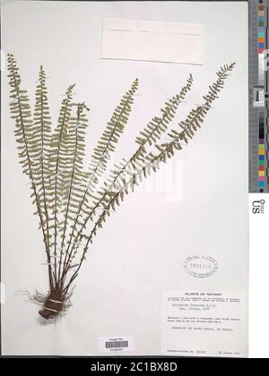 Asplenium formosum Willd Asplenium formosum Willd Stock Photo - Alamy