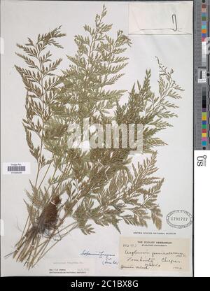 Asplenium fragrans Sw Asplenium fragrans Sw Stock Photo - Alamy