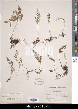 Asplenium dareoides Desv Stock Photo - Alamy