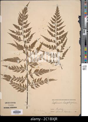 Asplenium nitidum Sw Asplenium nitidum Sw Stock Photo - Alamy
