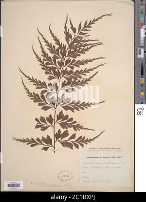 Asplenium nitidum Sw Asplenium nitidum Sw Stock Photo - Alamy