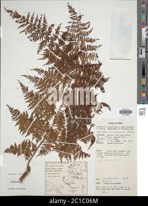 Calochlaena villosa C Chr MD Turner RA White Calochlaena villosa C Chr ...