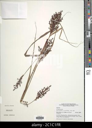 Scleria sp Scleria sp Stock Photo - Alamy