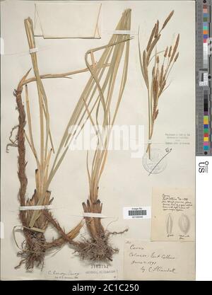 Carex emoryi Dewey Carex emoryi Dewey Stock Photo - Alamy