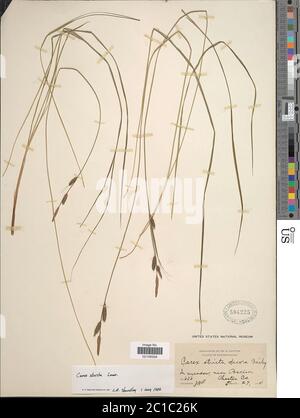 Carex emoryi Dewey Carex emoryi Dewey Stock Photo - Alamy