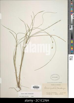 Carex howei Carex howei Stock Photo - Alamy