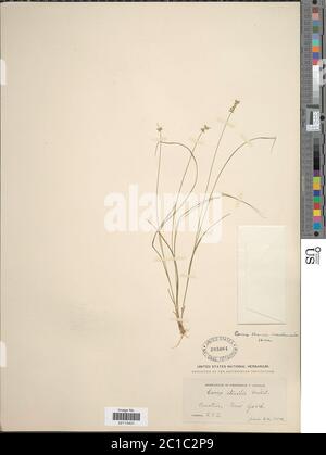 Carex howei Carex howei Stock Photo - Alamy