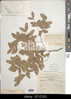 Machaerium capote Machaerium capote Stock Photo - Alamy