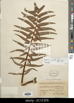 Dendroseris pinnata Dendroseris pinnata Stock Photo - Alamy