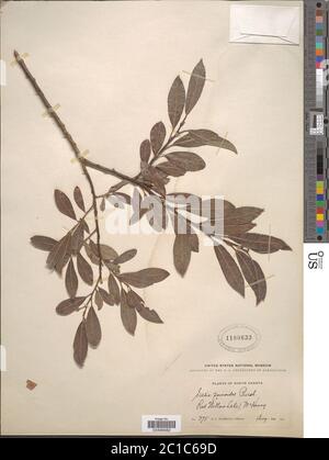 A willow (Salix species): branch with leaves. Pencil drawing by S ...