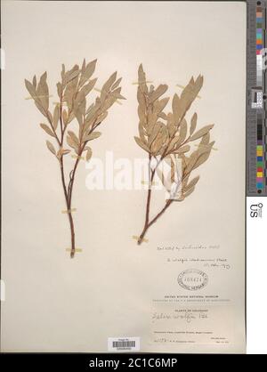 Salix wolfii Bebb Salix wolfii Bebb Stock Photo - Alamy