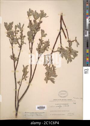 Salix wolfii Bebb Salix wolfii Bebb Stock Photo - Alamy