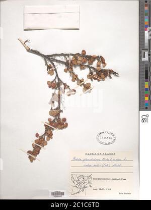 Betula glandulosa Michx Betula glandulosa Michx Stock Photo - Alamy