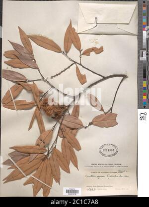 Castanopsis tribuloides Sm A DC Stock Photo - Alamy