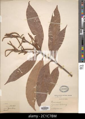 Lithocarpus sp Lithocarpus sp Stock Photo - Alamy