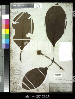 Neonauclea forsteri Seem Merr Stock Photo - Alamy