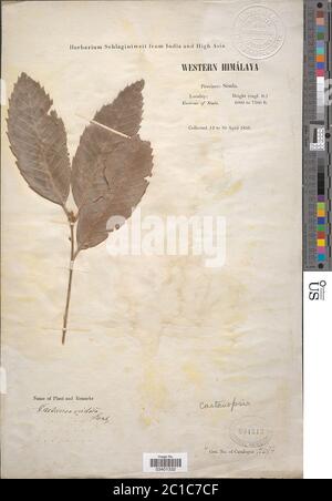 Castanopsis sp Castanopsis sp Stock Photo - Alamy