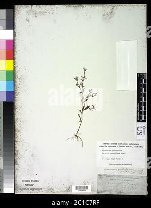 Spermacoce prostrata Aubl Stock Photo - Alamy