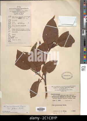 Ilex micrococca Maxim Ilex micrococca Maxim Stock Photo - Alamy
