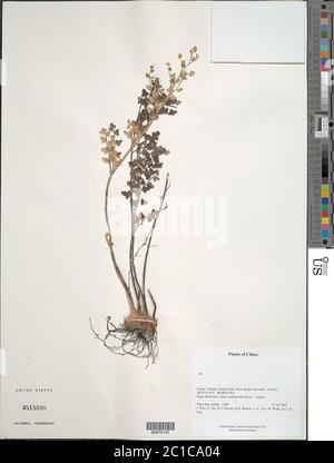 Pellaea sp Pellaea sp Stock Photo - Alamy