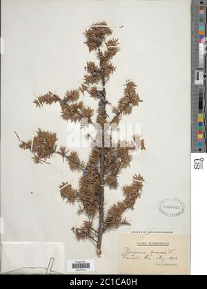 Juniperus communis, the common juniper, is a species of conifer in the ...