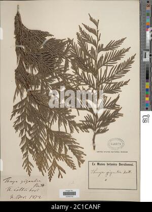 Thuja sp Thuja sp Stock Photo - Alamy