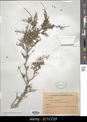Rhamnus oleoides L Stock Photo - Alamy