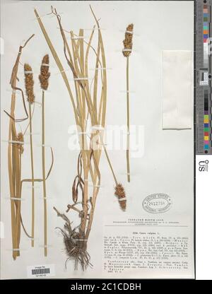 Carex vulpina L Carex vulpina L Stock Photo - Alamy