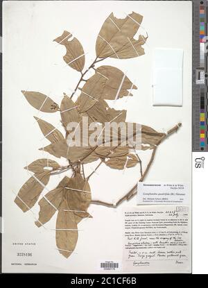 Gomphandra quadrifida Blume Sleumer Stock Photo - Alamy