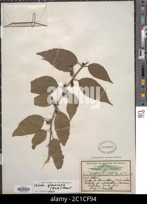 Colubrina glabra S Watson Stock Photo - Alamy