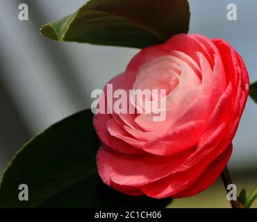 Camellia Japonica Red family Theaceae flowering with tree trunk giving ...